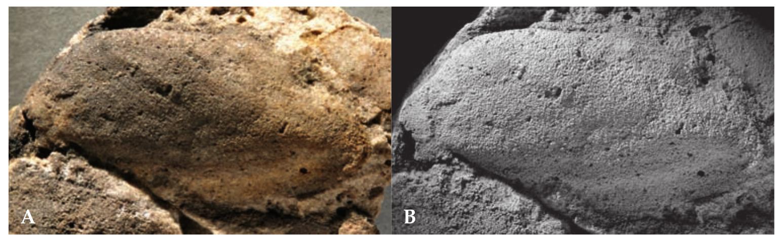 Glossites sp. damaged steinkern of a lv; mb.m.5343