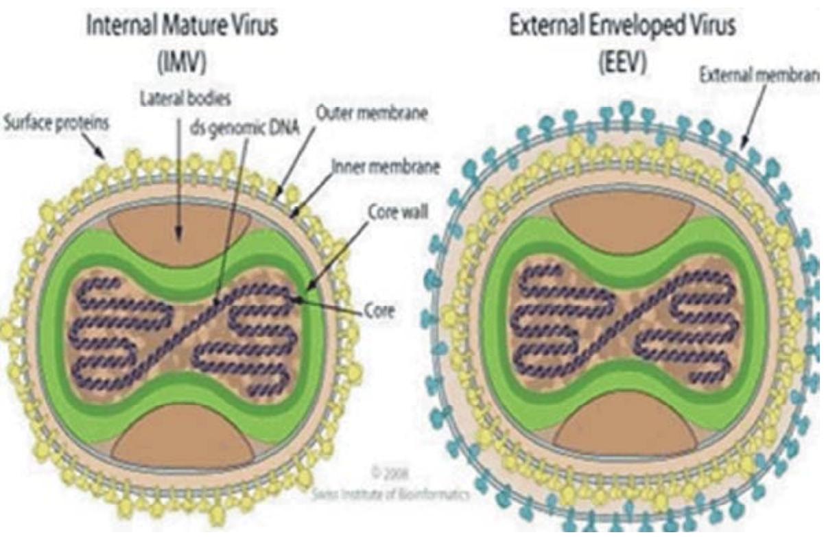 Lumpy skin disease was one of the newly emerging diseases of