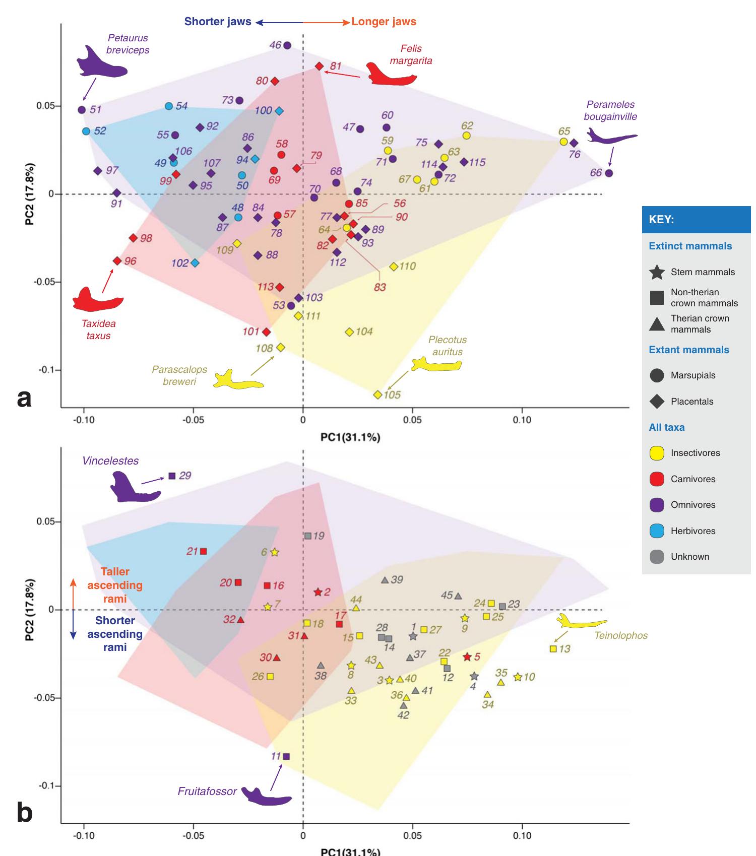 Scatter plots of the principal component analysis (pca)