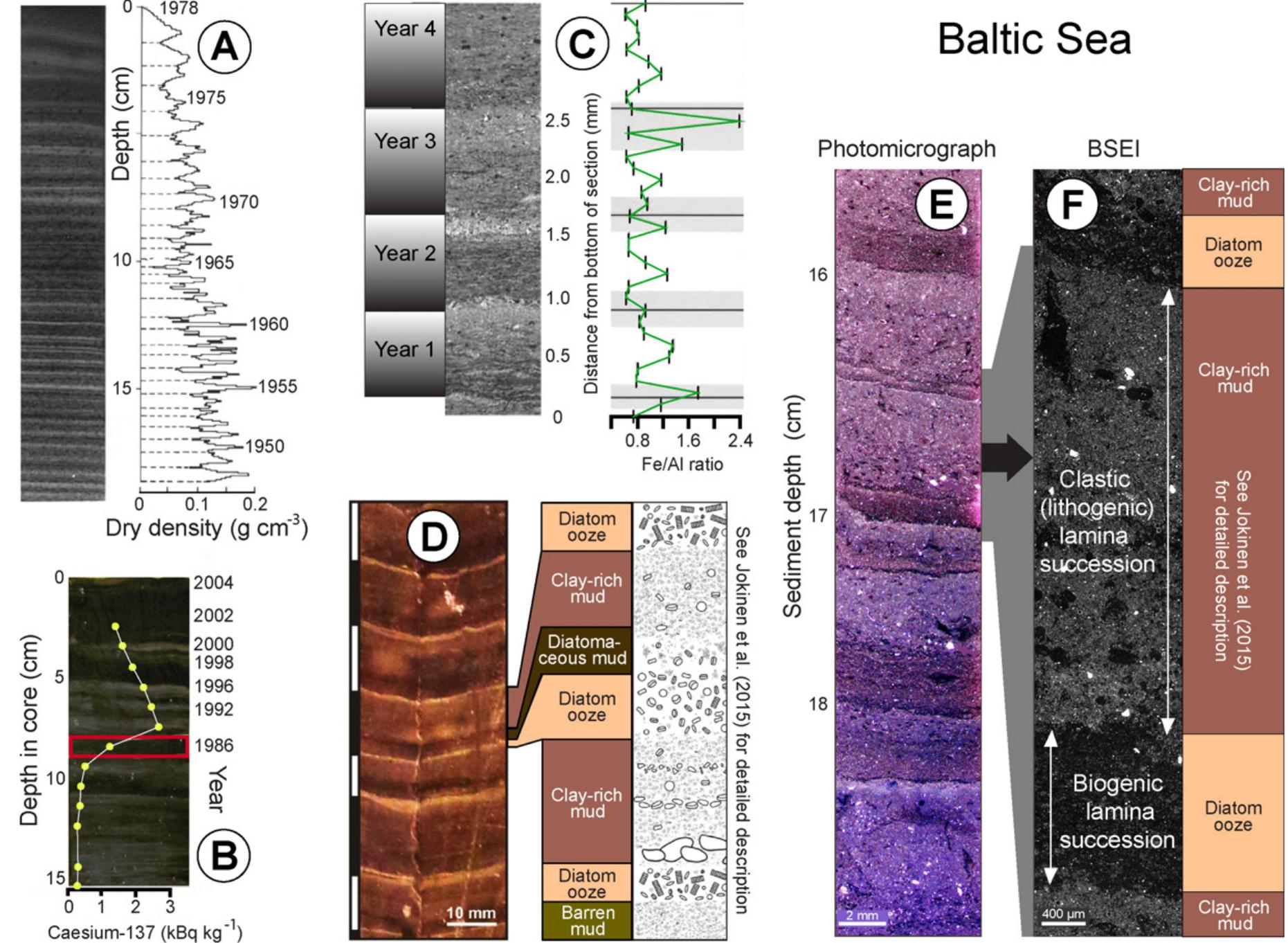 (a) x-radiograph of a gravity core from edsviken bay, north