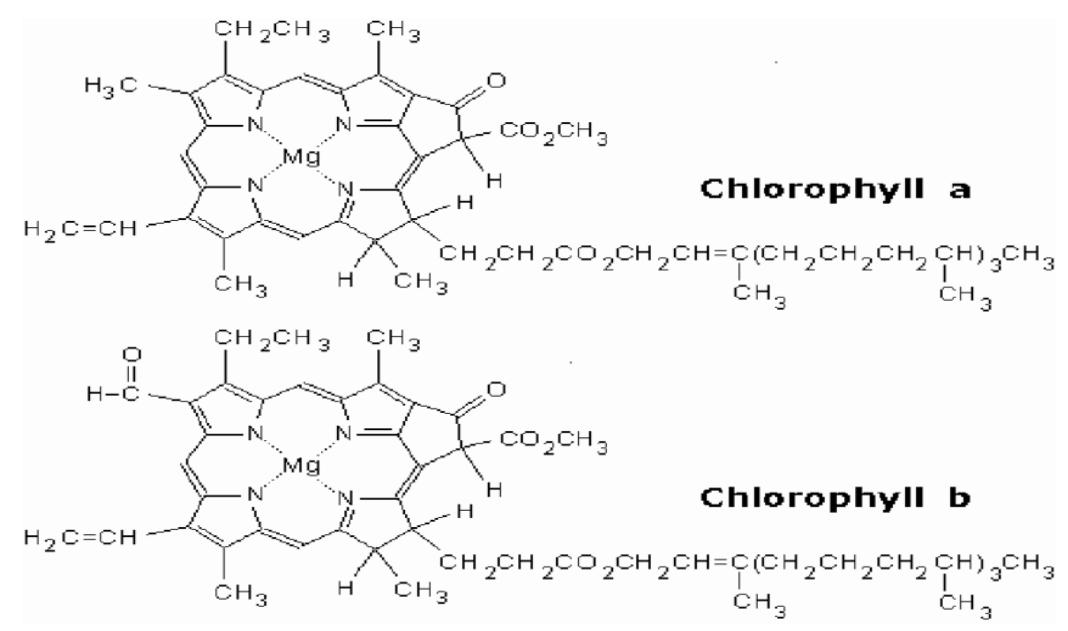 Structure of chlorophyll a and chlorophyll b