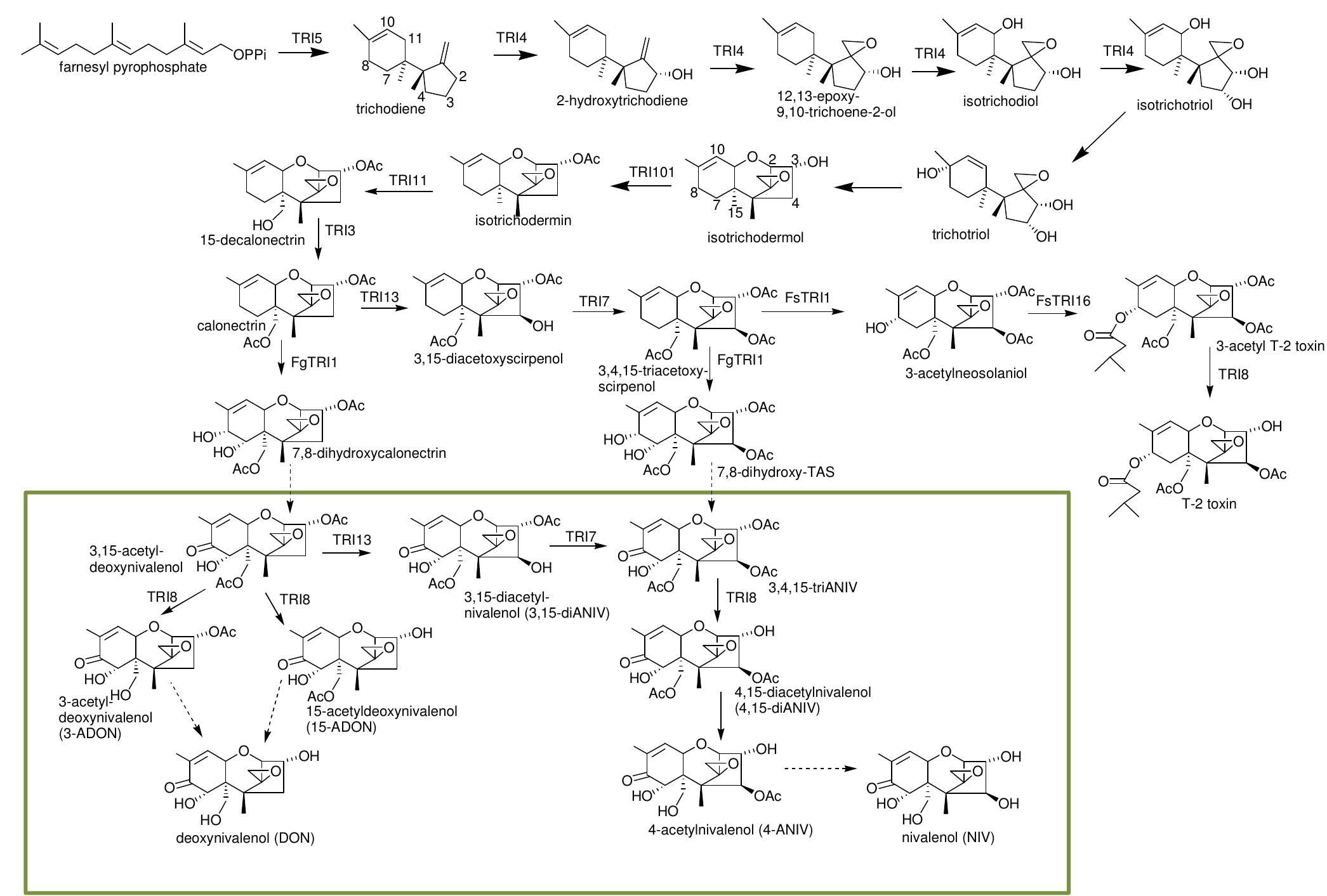 Proposed trichothecene biosynthetic pathway in fusarium.