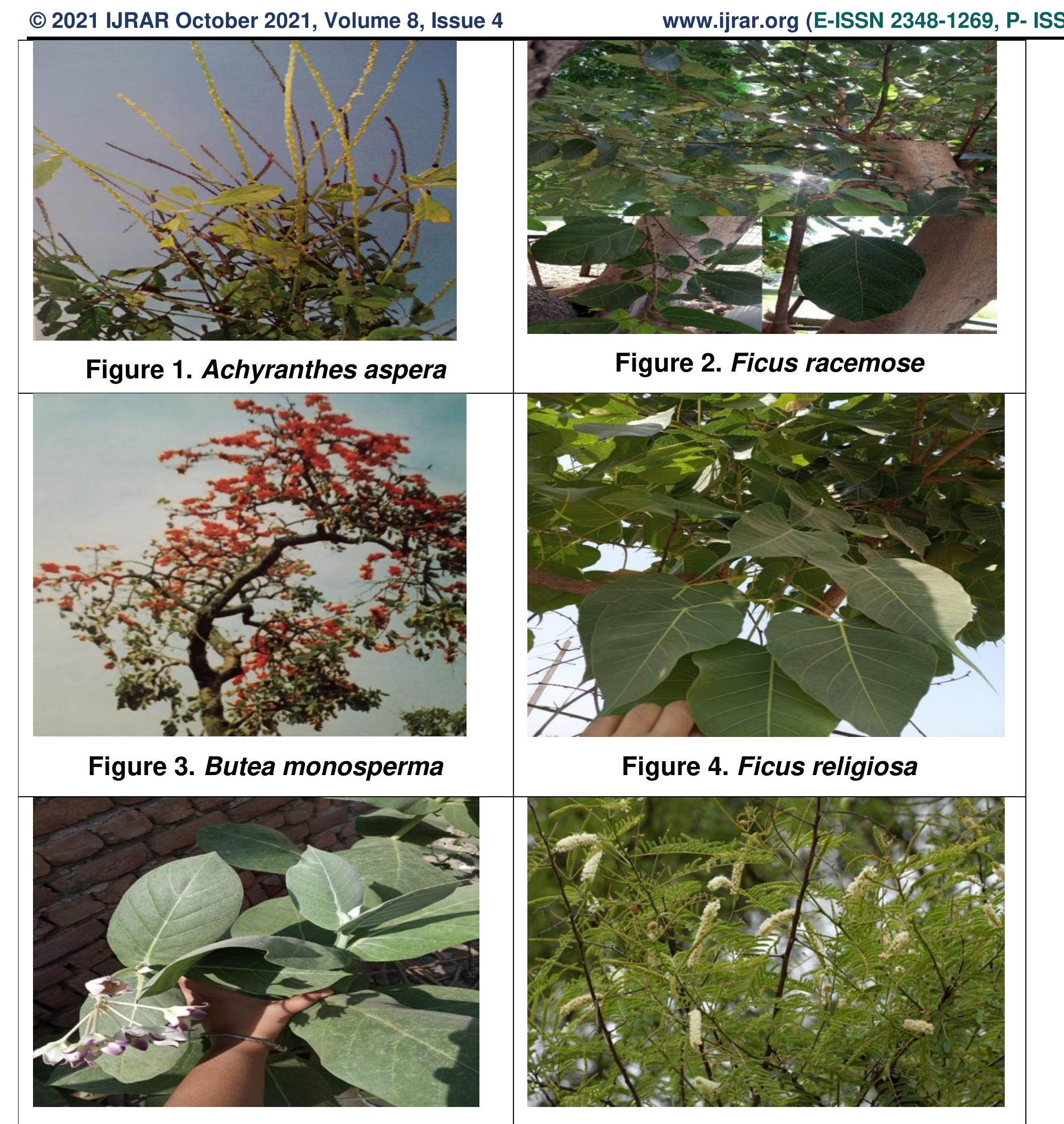 Figure 1 - NAVAGRAHA (NINE PLANETS) PLANTS: THE TRADITIONAL