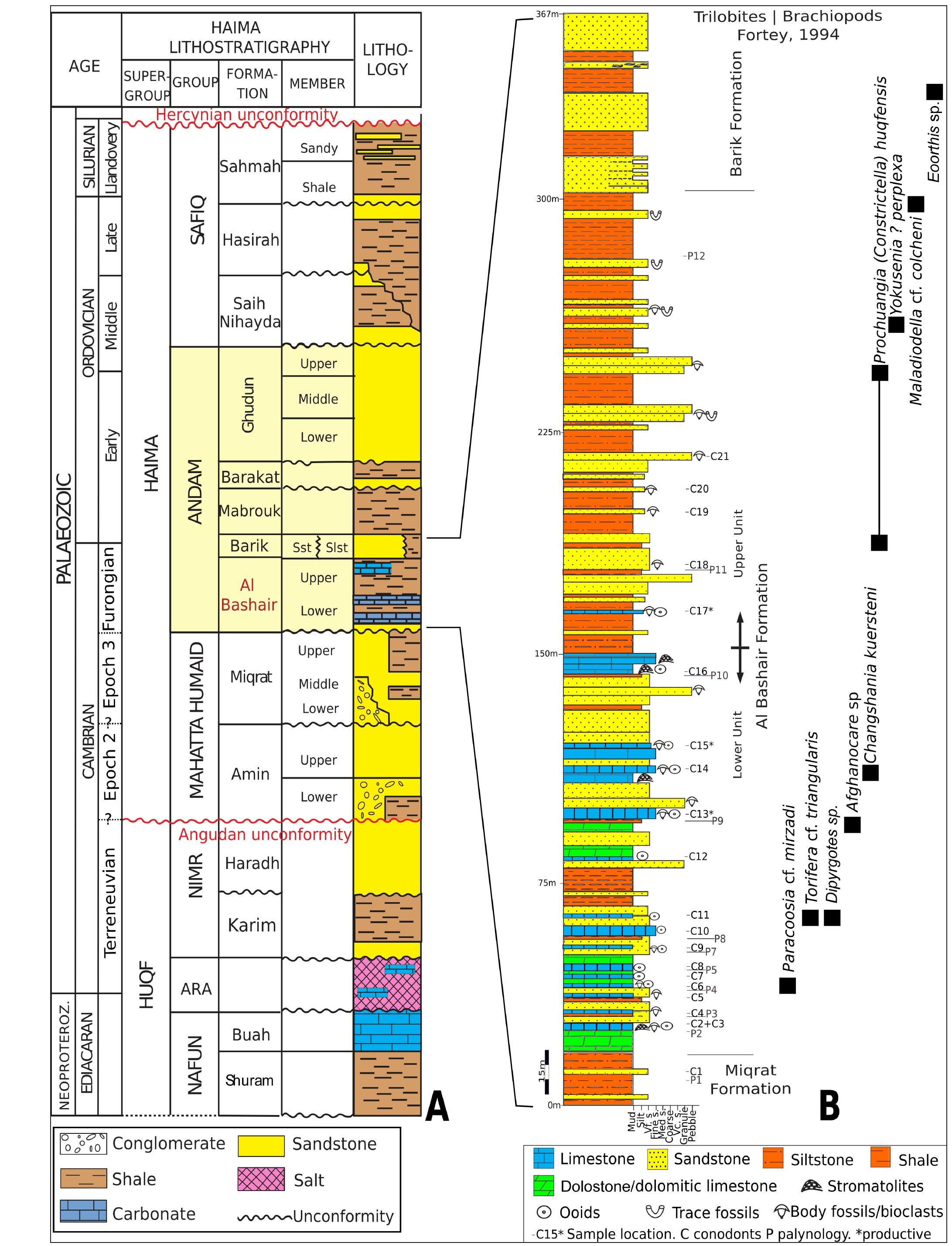 Figure 2 - The first record of Cambrian conodonts from the