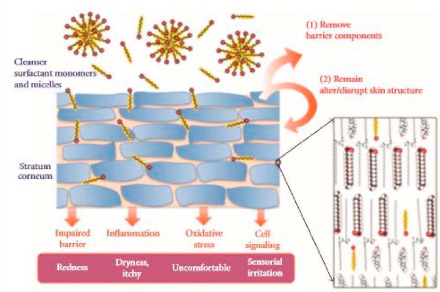 The skin is the largest organ of the human body making up to