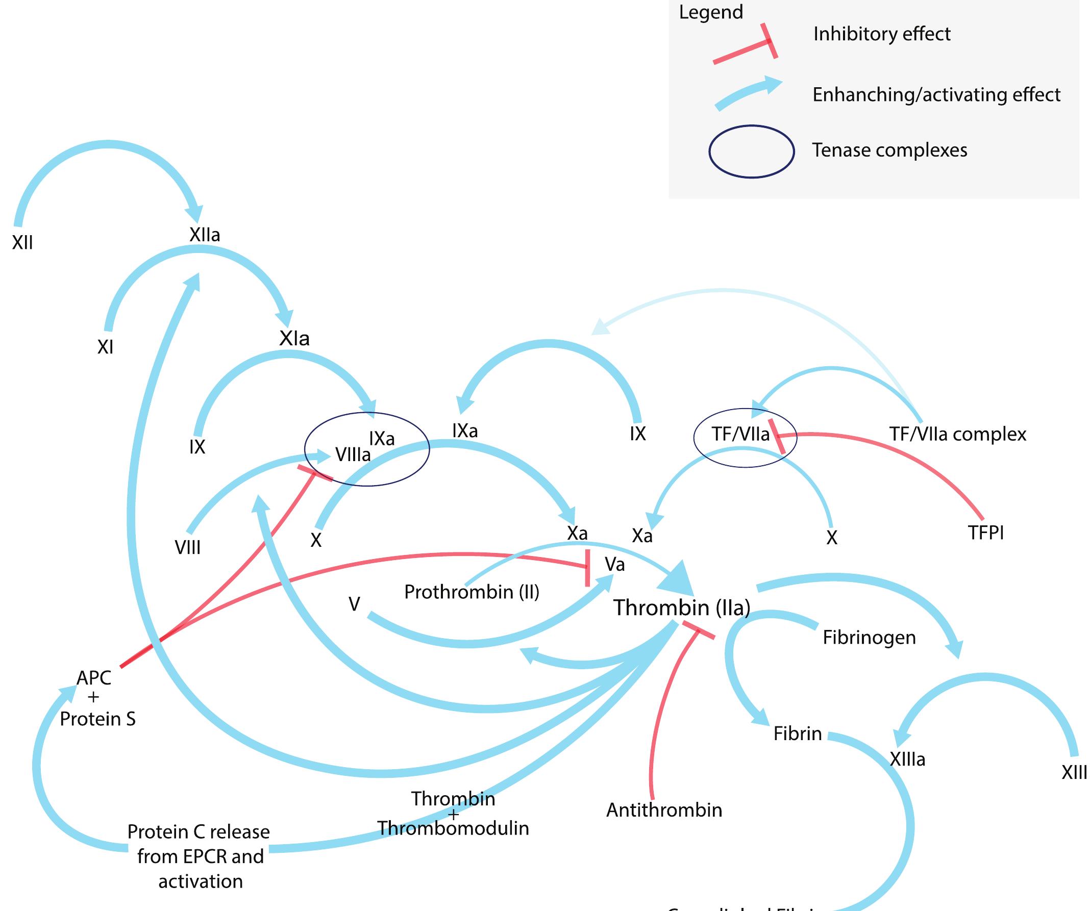 Coagulation cascade. a simplified representation of the