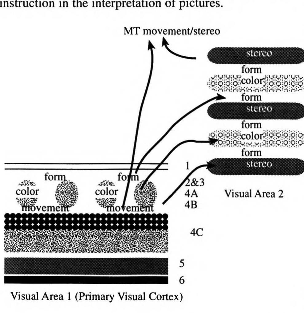 14 architecture of primary visual areas. adapted from