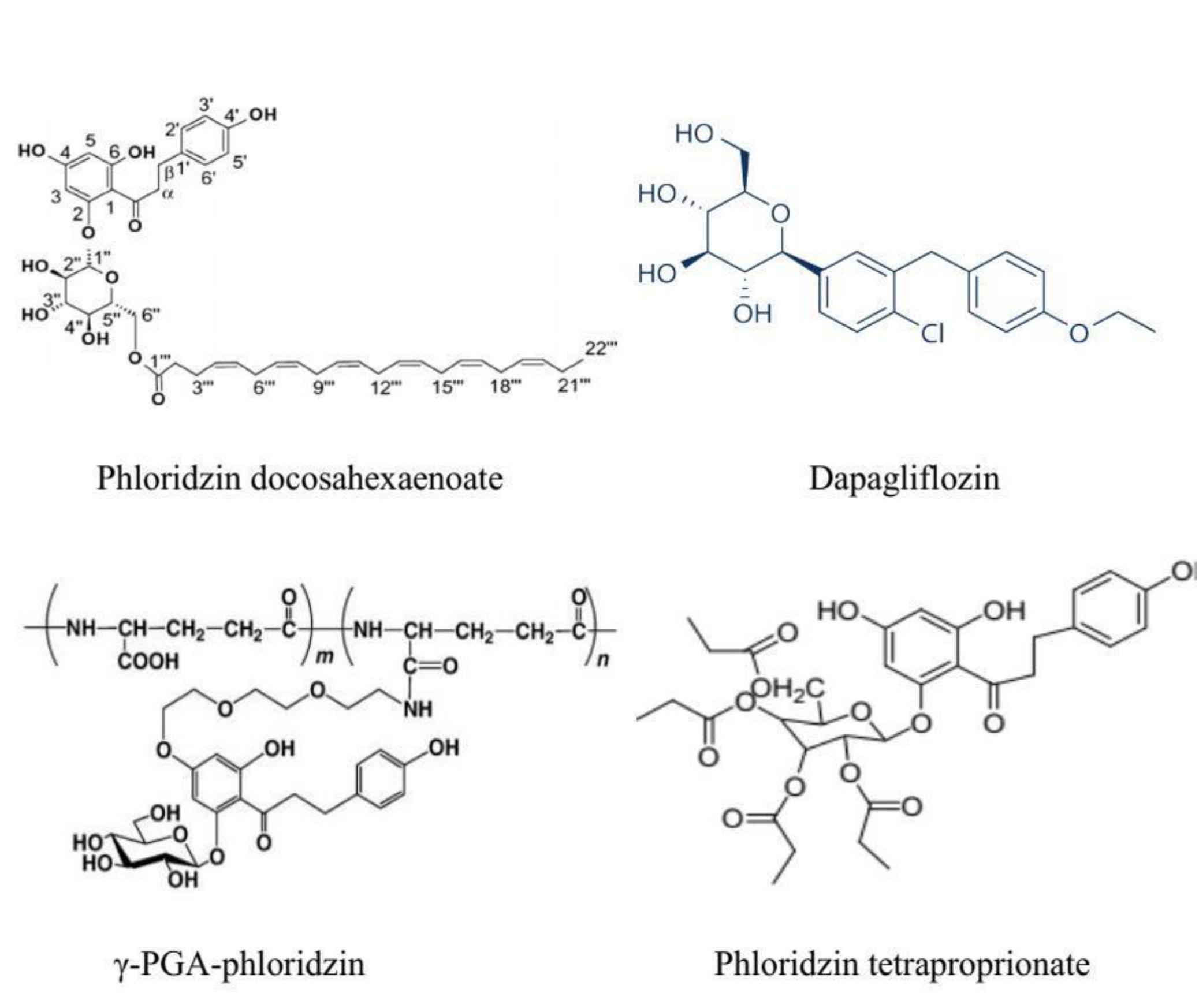 Structural formulas of phloridzin analogues.