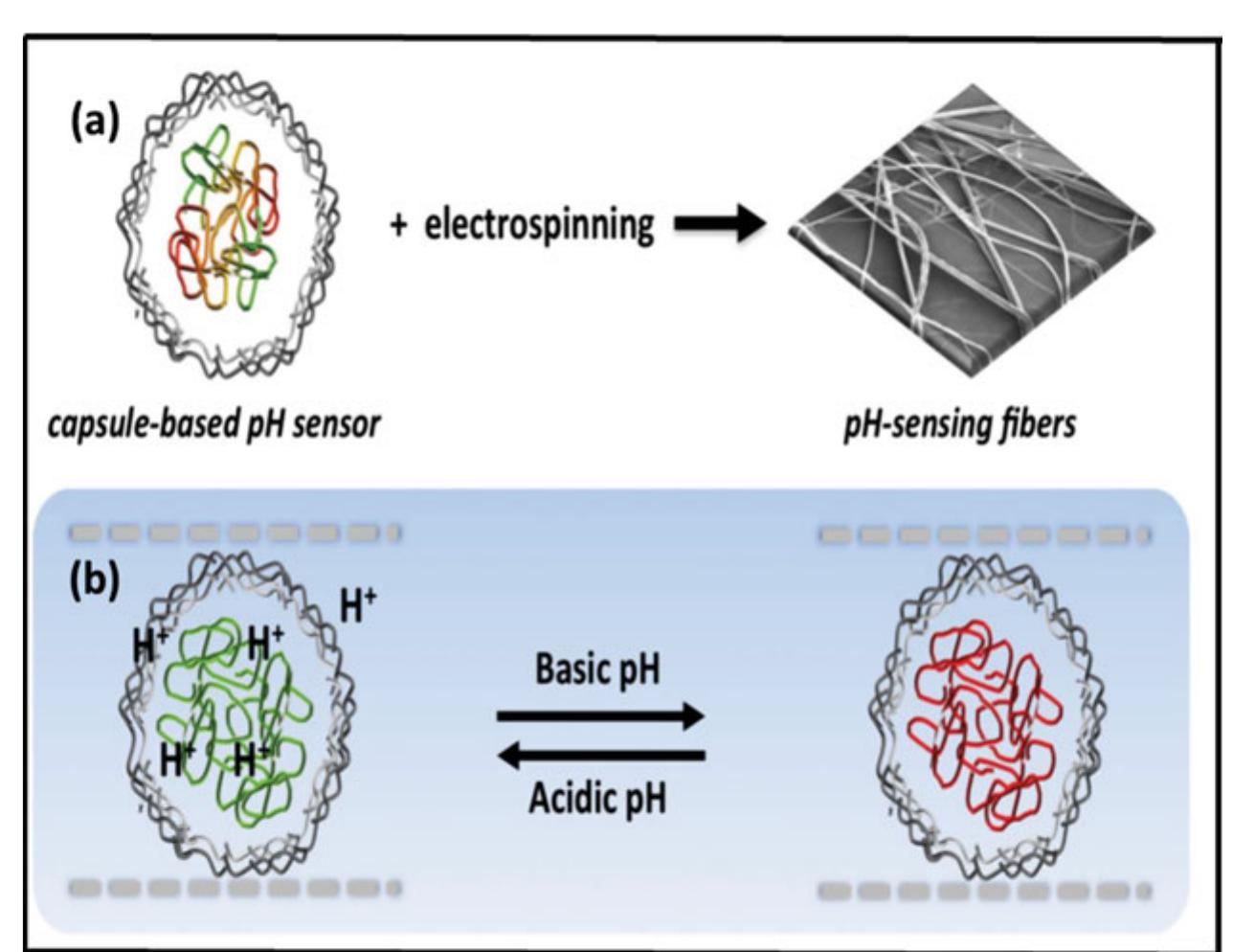 Schematic of (a) capsule-based ph sensor with the