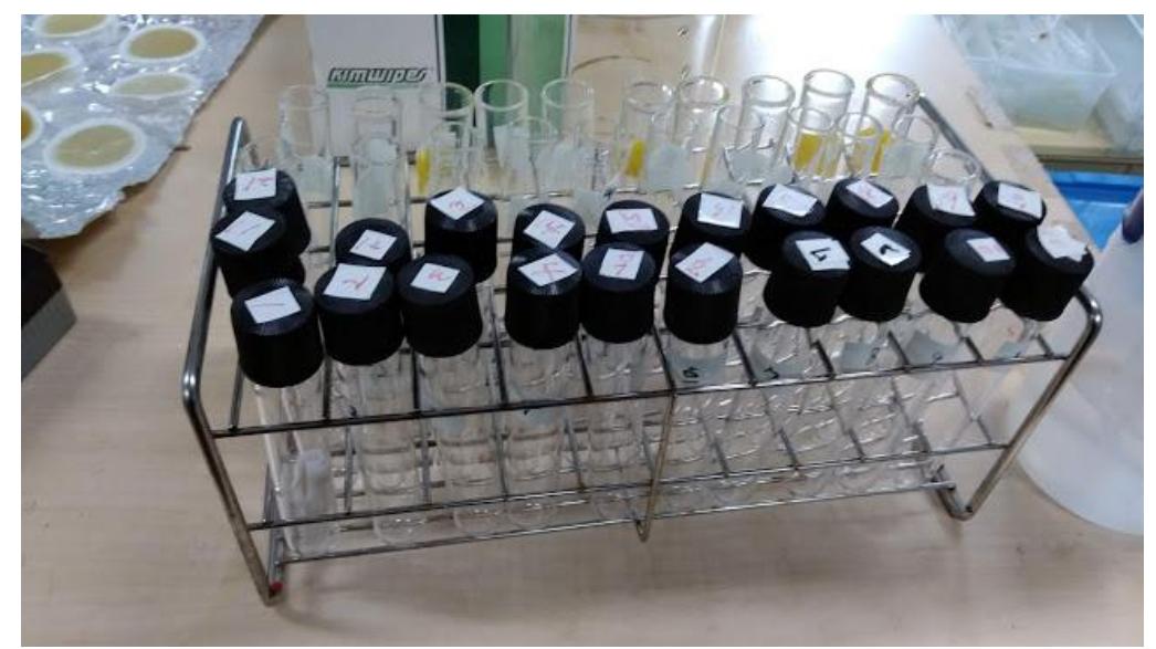 Sample and test tube with 90% methanol next, 90% methanol