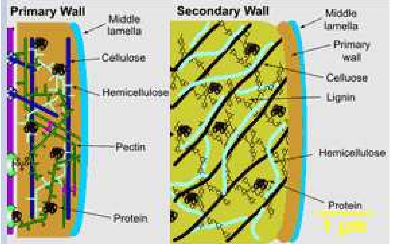 Re 5: schematic representation of a plant cell divided into