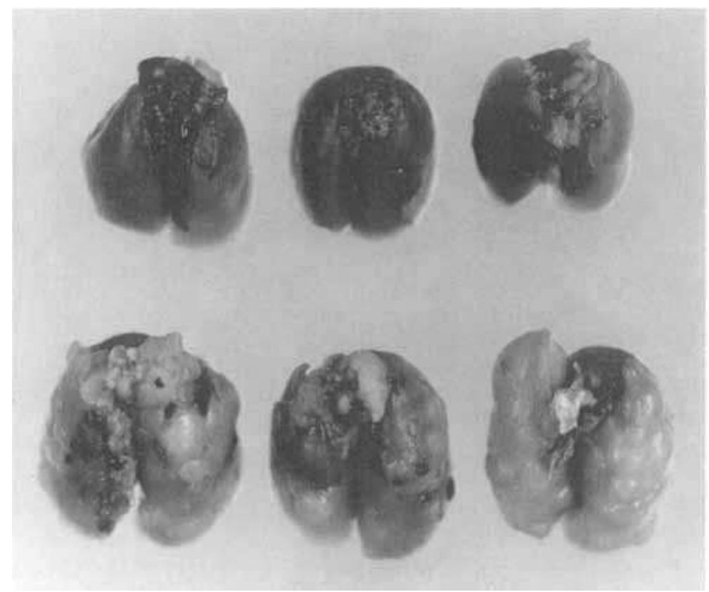 - lungs of athymic mice injected i.v. with parental nih-3t3