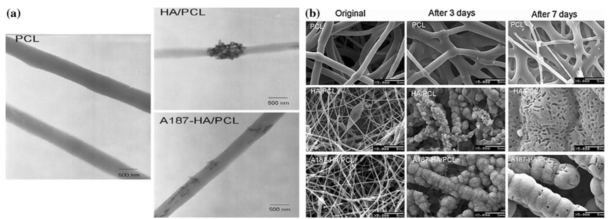 A tem images of pcl, hap/pcl, and a187-hap/pcl. b sem images