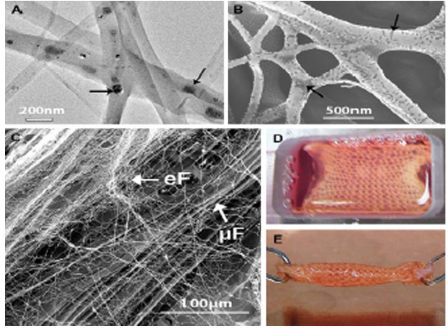 Electrospun polymer used in tendon/ligament tissue