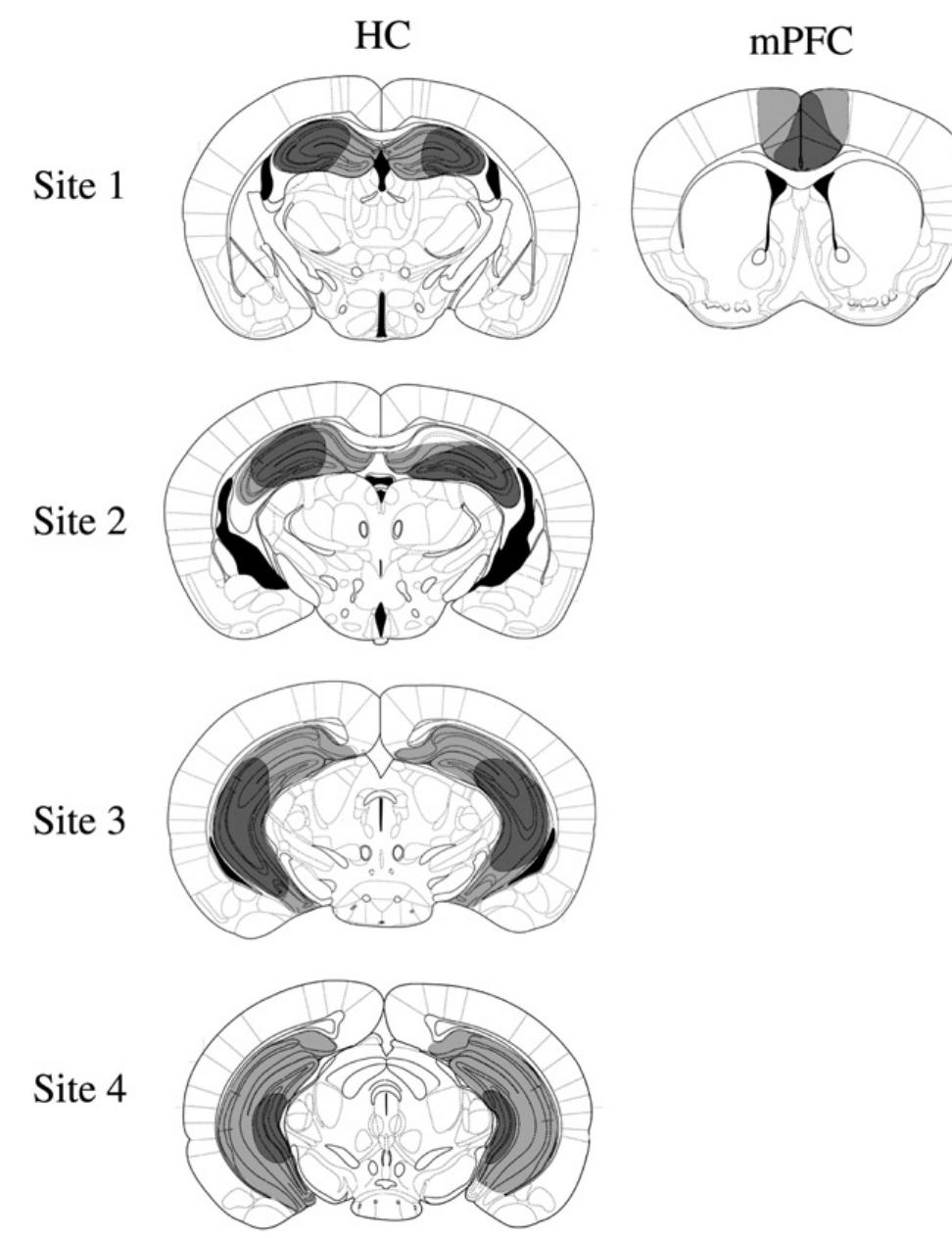 Histological verification of the lesions of the hippocampus