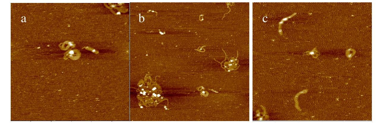 6. top view afm images of different ds dna topologies on g4