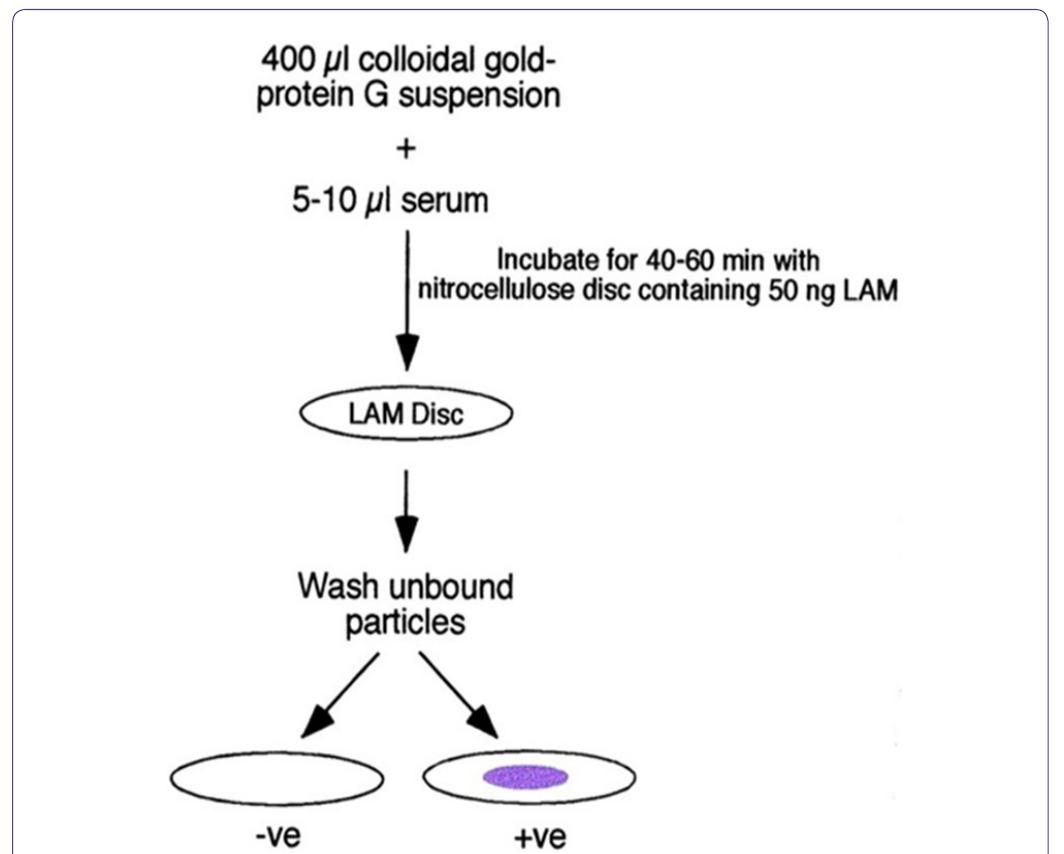Method diagram of dot-blot assay to detect serum anti-lam