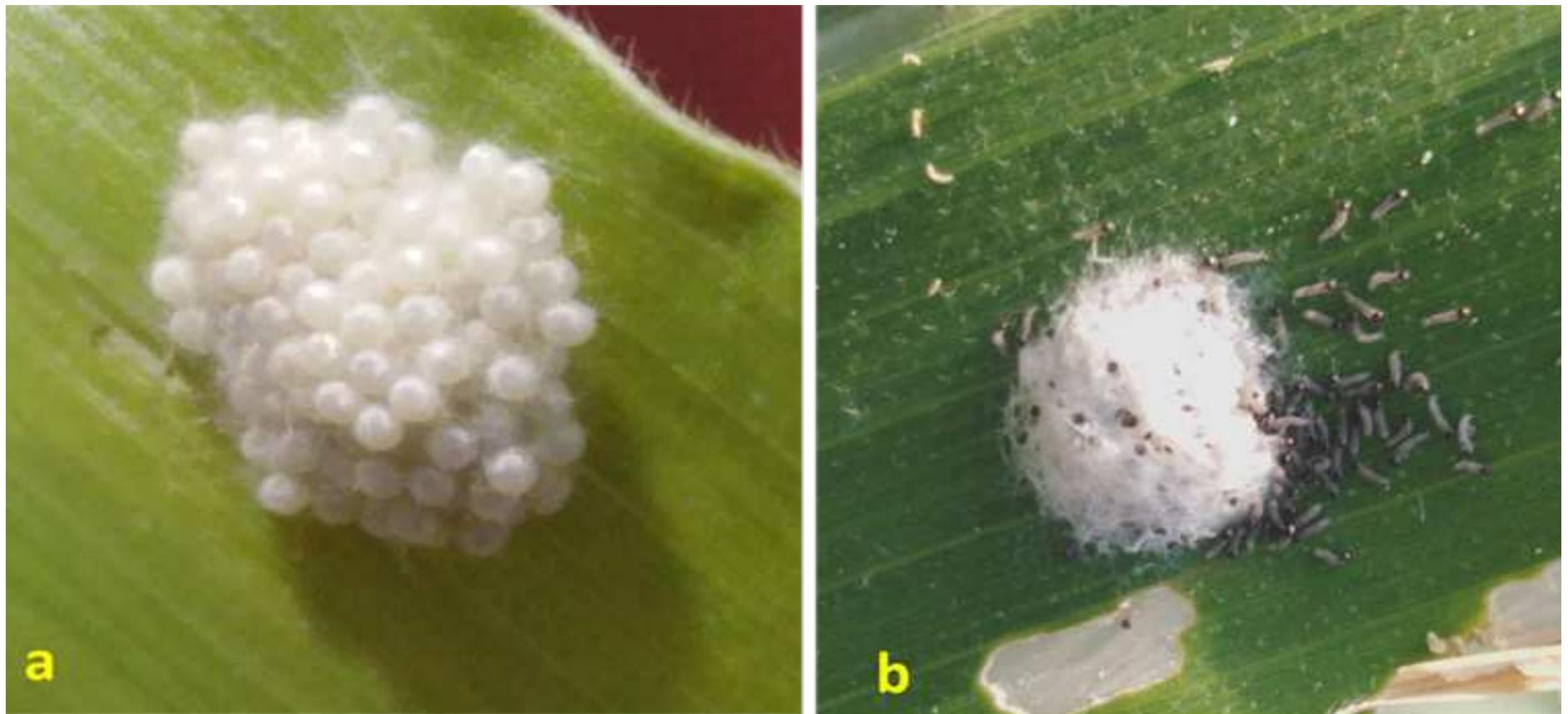 -a — egg mass of faw on maize leaves. b- hatched larvae of
