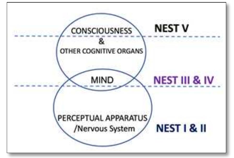 The cognitive organ and the perceptual apparatus (with or