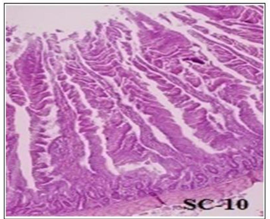 The intestinal morphology of the treated
