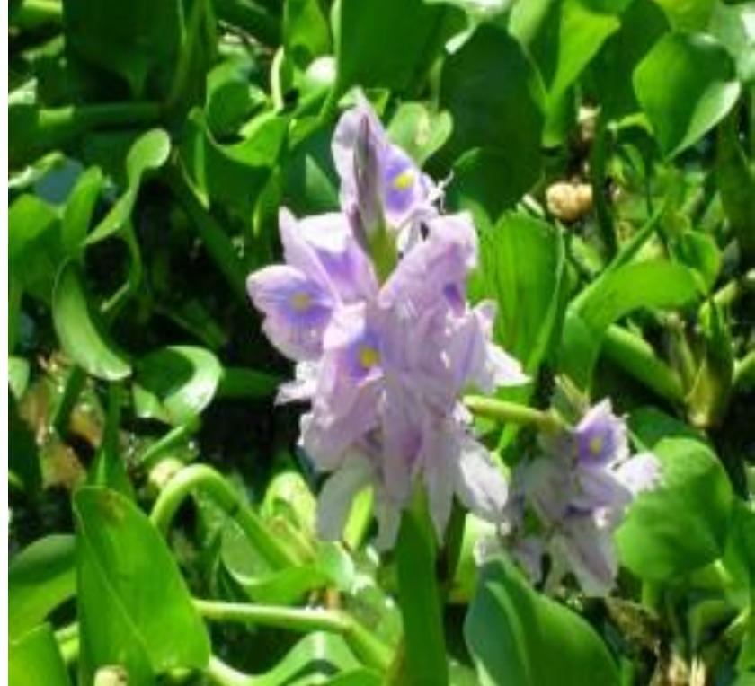 Plate 1: a flowering water hyacinth; photo taken in dunga