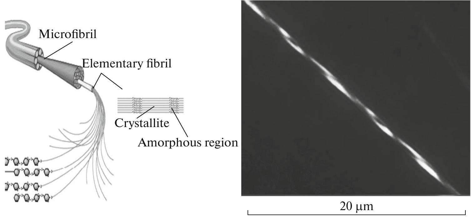 Structure of the cellulose fiber. comparison of the