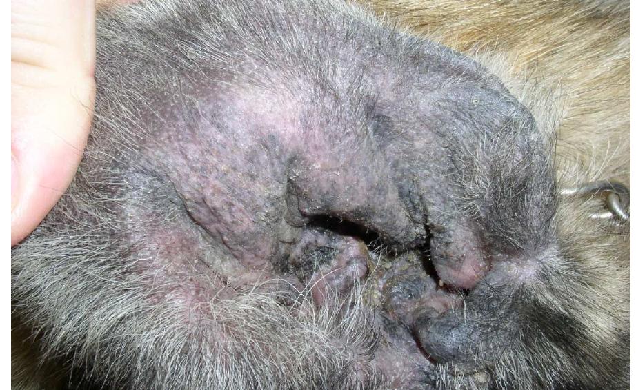 Figure 5 - Malassezia pachydermatis infection in dogs: a