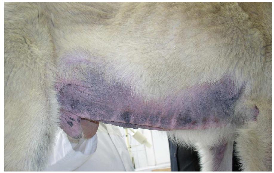 Malassezia dermatitis: erythema; yperpigmentation;