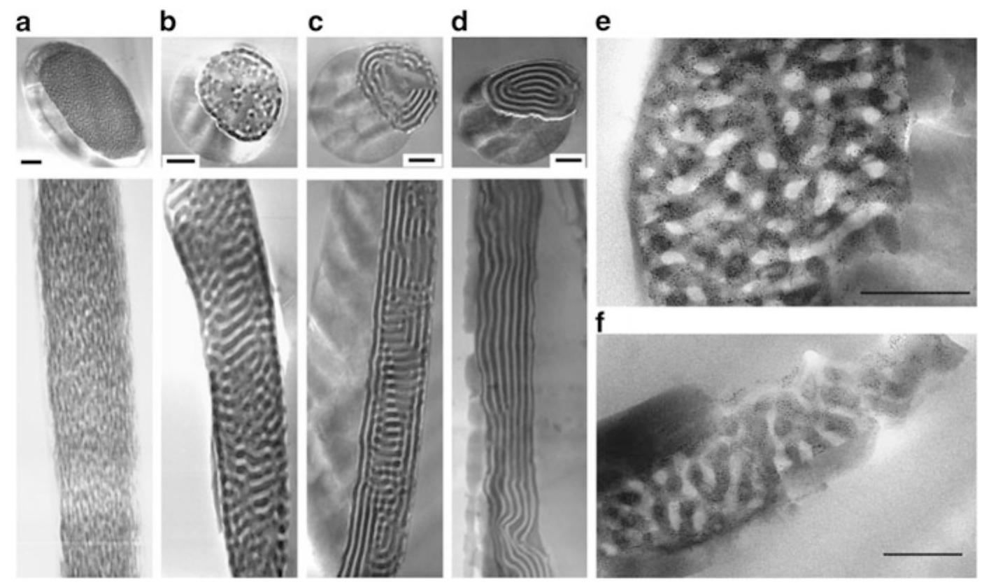 (a-d) tem images of poly(styrene-b-isoprene)/sio, core-shell