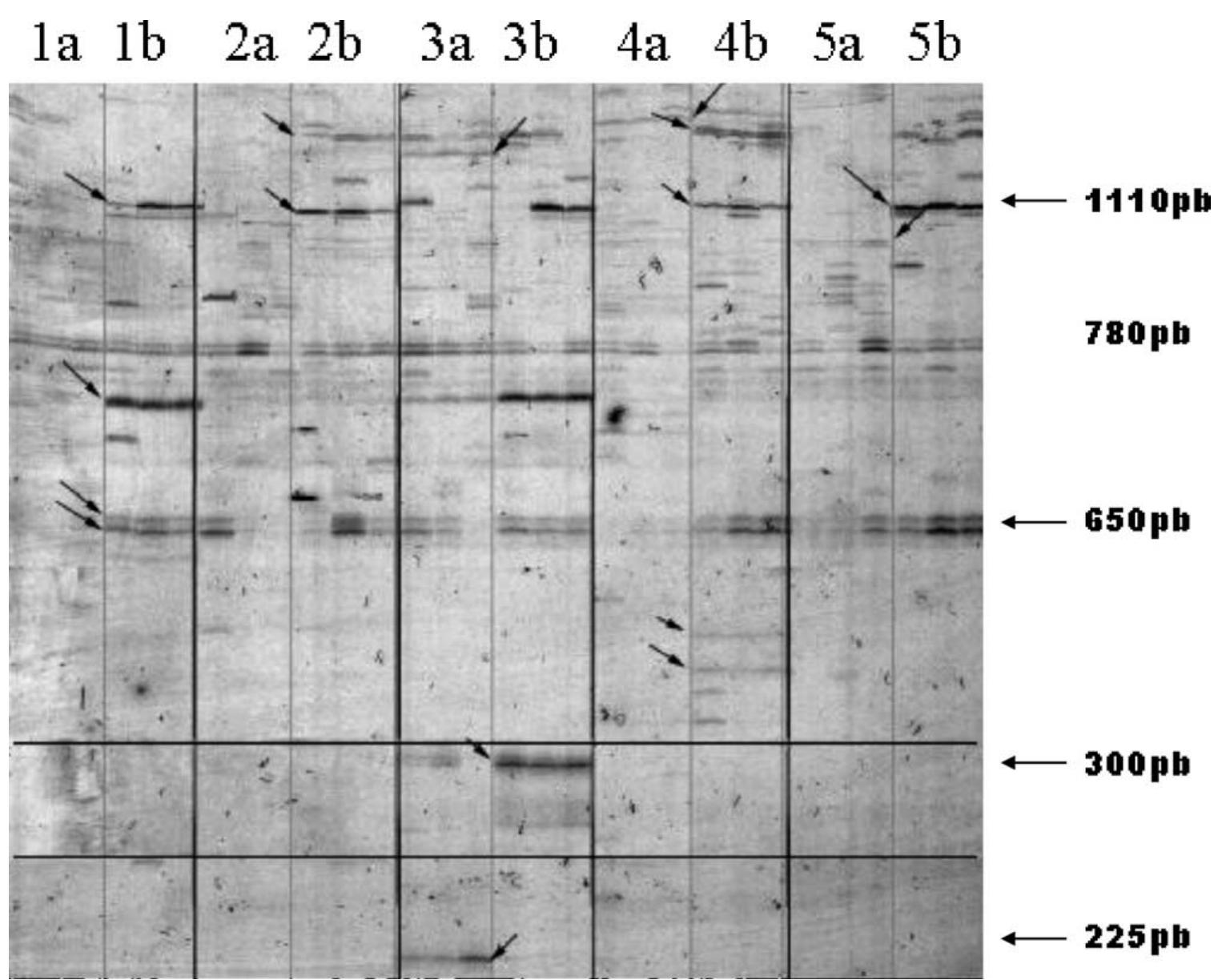 Ddrt-pcr comparison between embryos harboring fast and slow