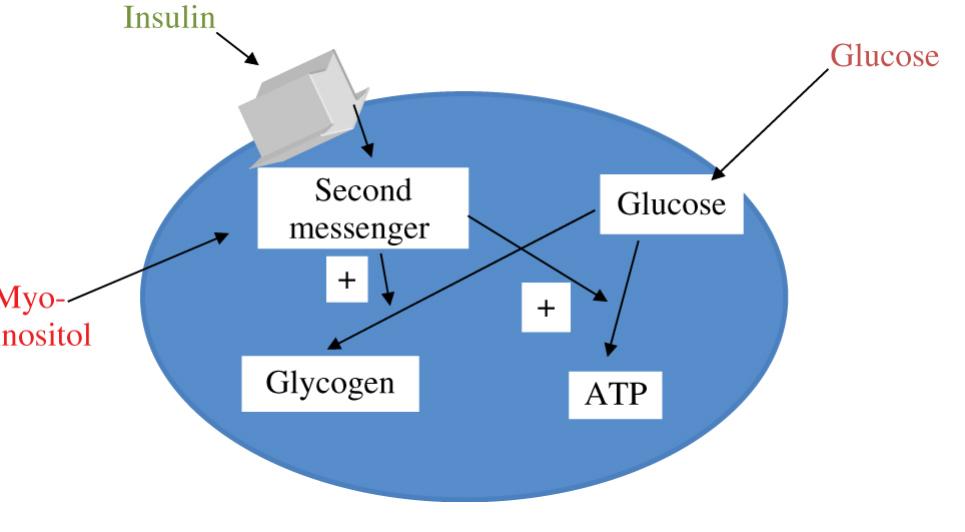 Mechanism of action of myo-inositol in the cell. regarding