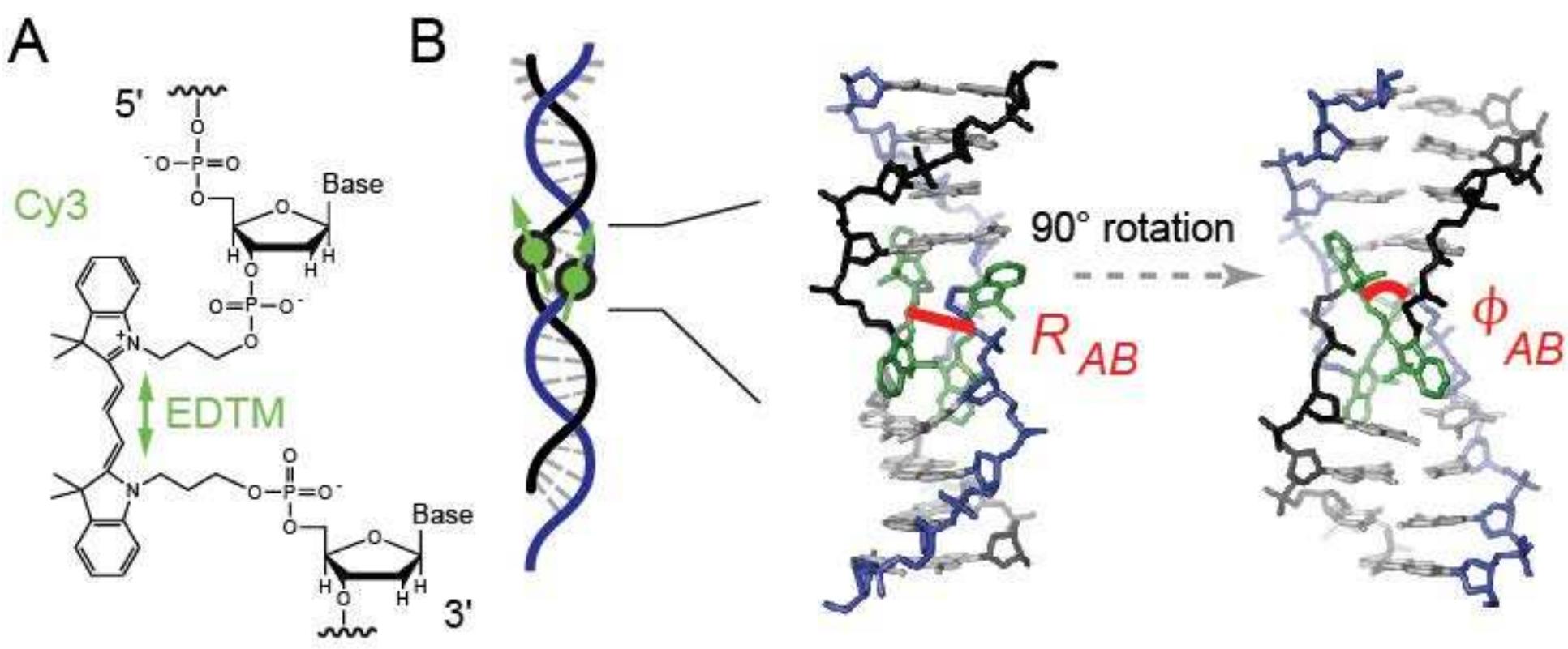Model structure of the internally labeled (cy3)2 dimer in