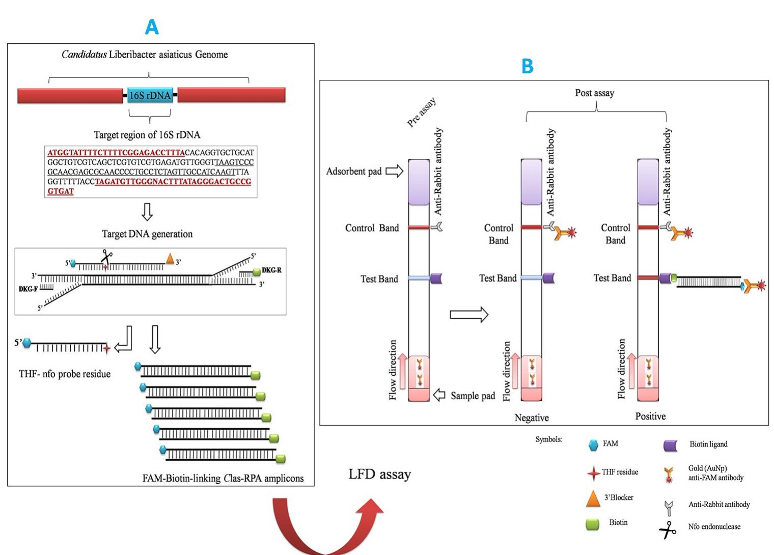 Schematic illustration of hlb-rpa-lfa principle for the