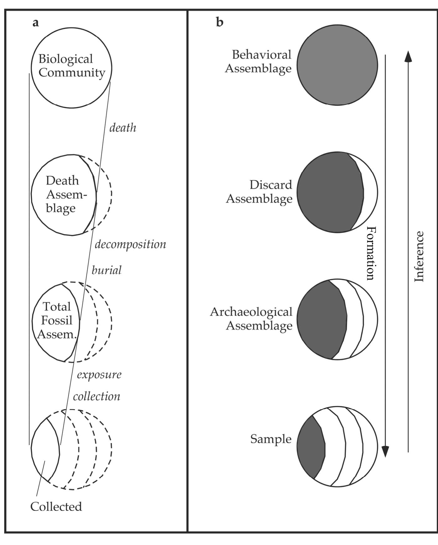 (PDF) What Taphonomy Is, What it Isn't, and Why Taphonomists Should ...