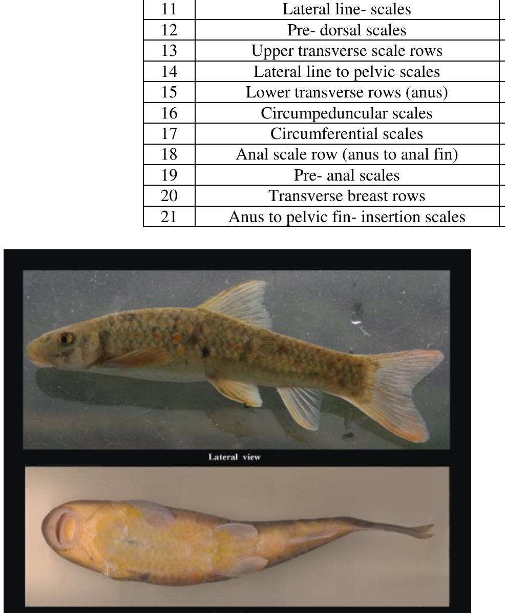 Figure 2 - A new species of Garra (Cyprinidae: Cyprinifomes)