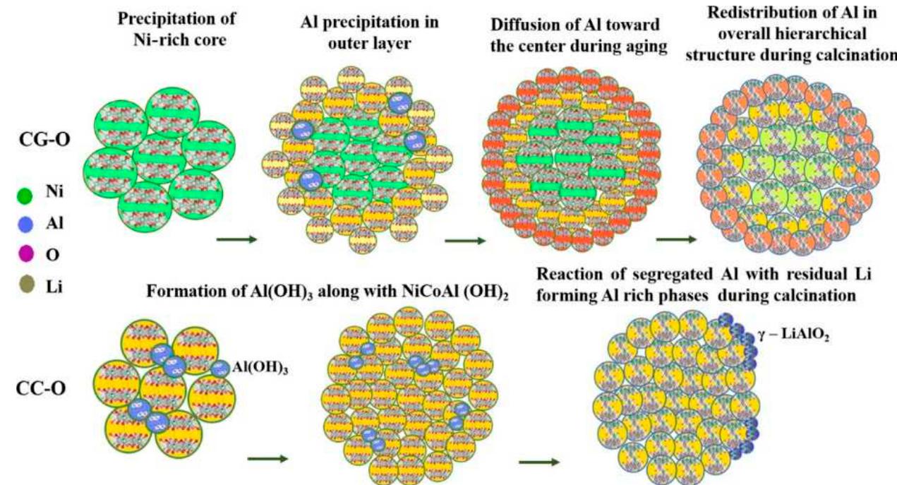 Schematic representation of various stages in the formation