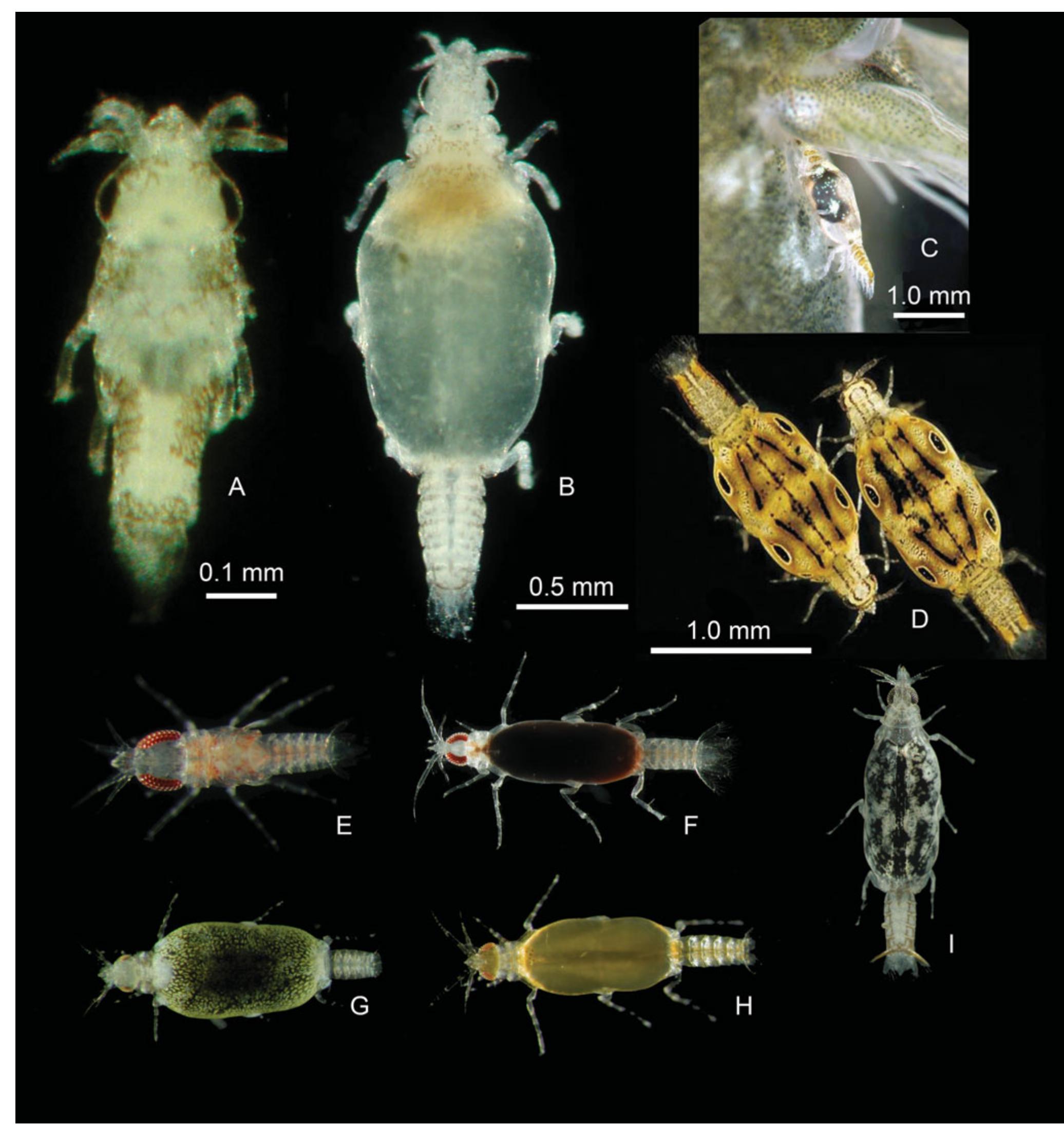 3 larval stages of gnathiid isopods, light microscopy. a-c: