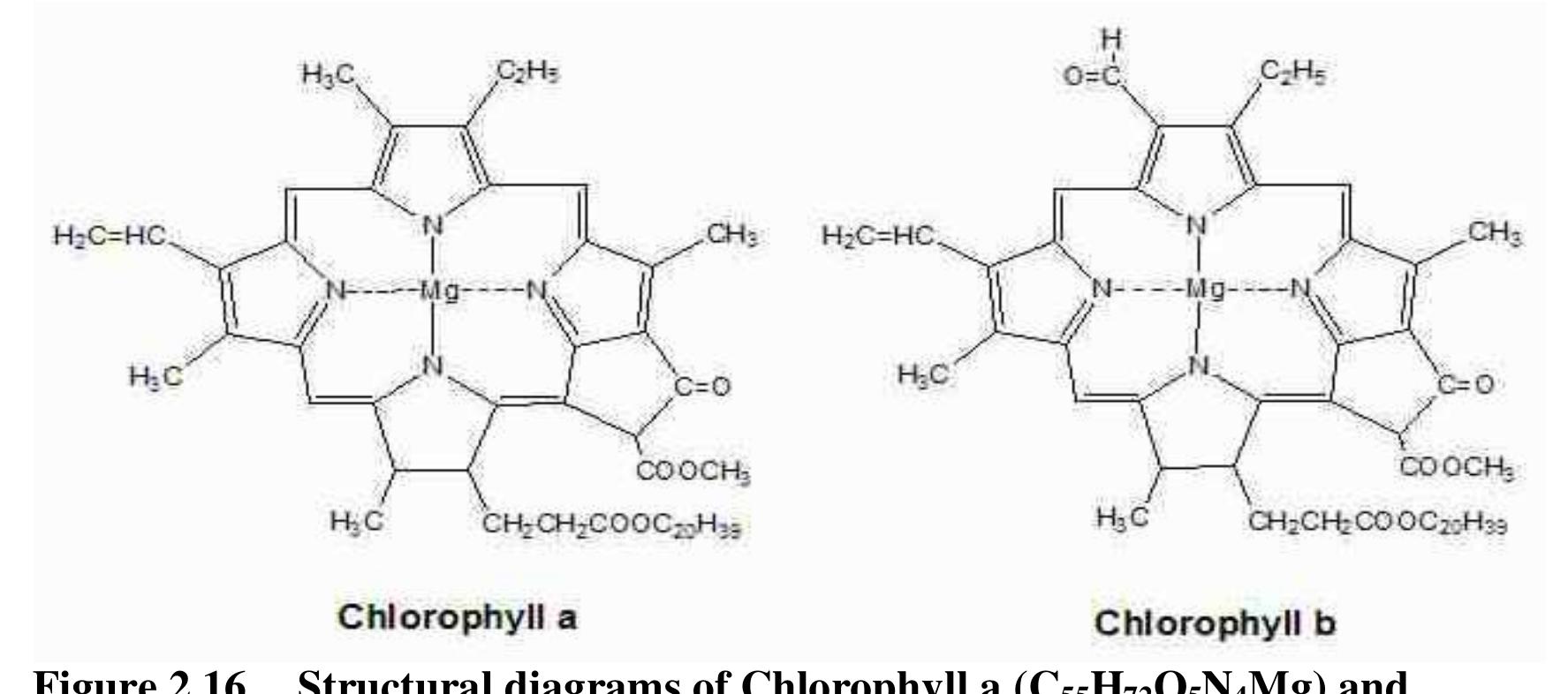 The structures of two forms, chlorophyll a and b are shown