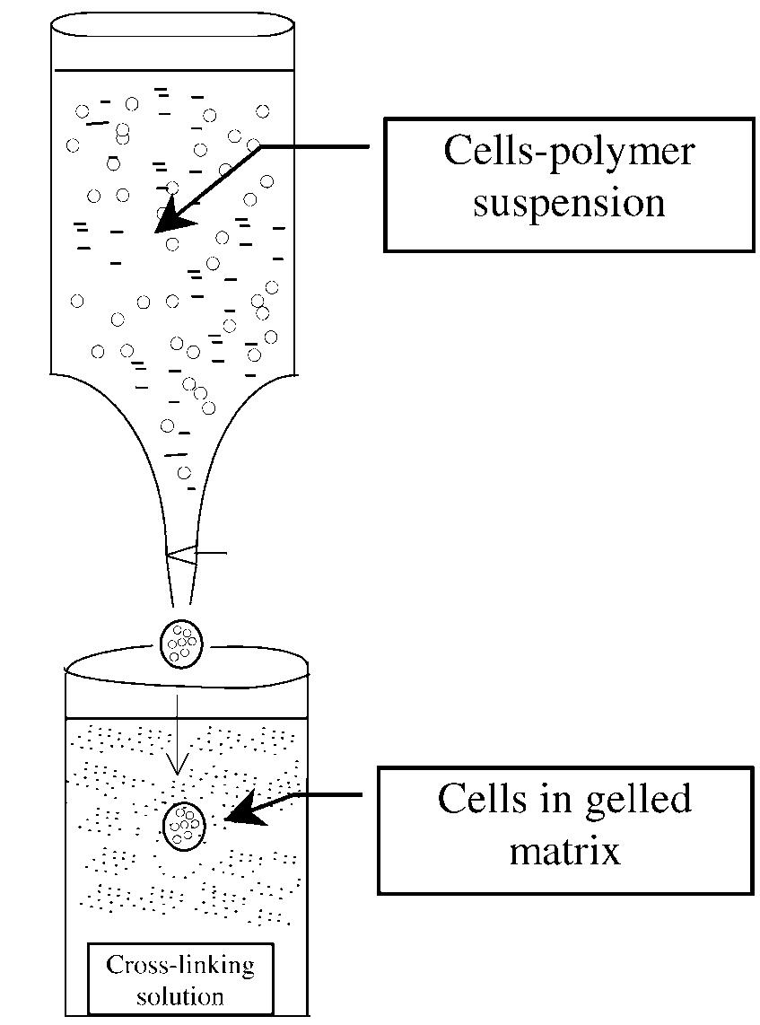 Schematic representation of embedding of cells in gel beads