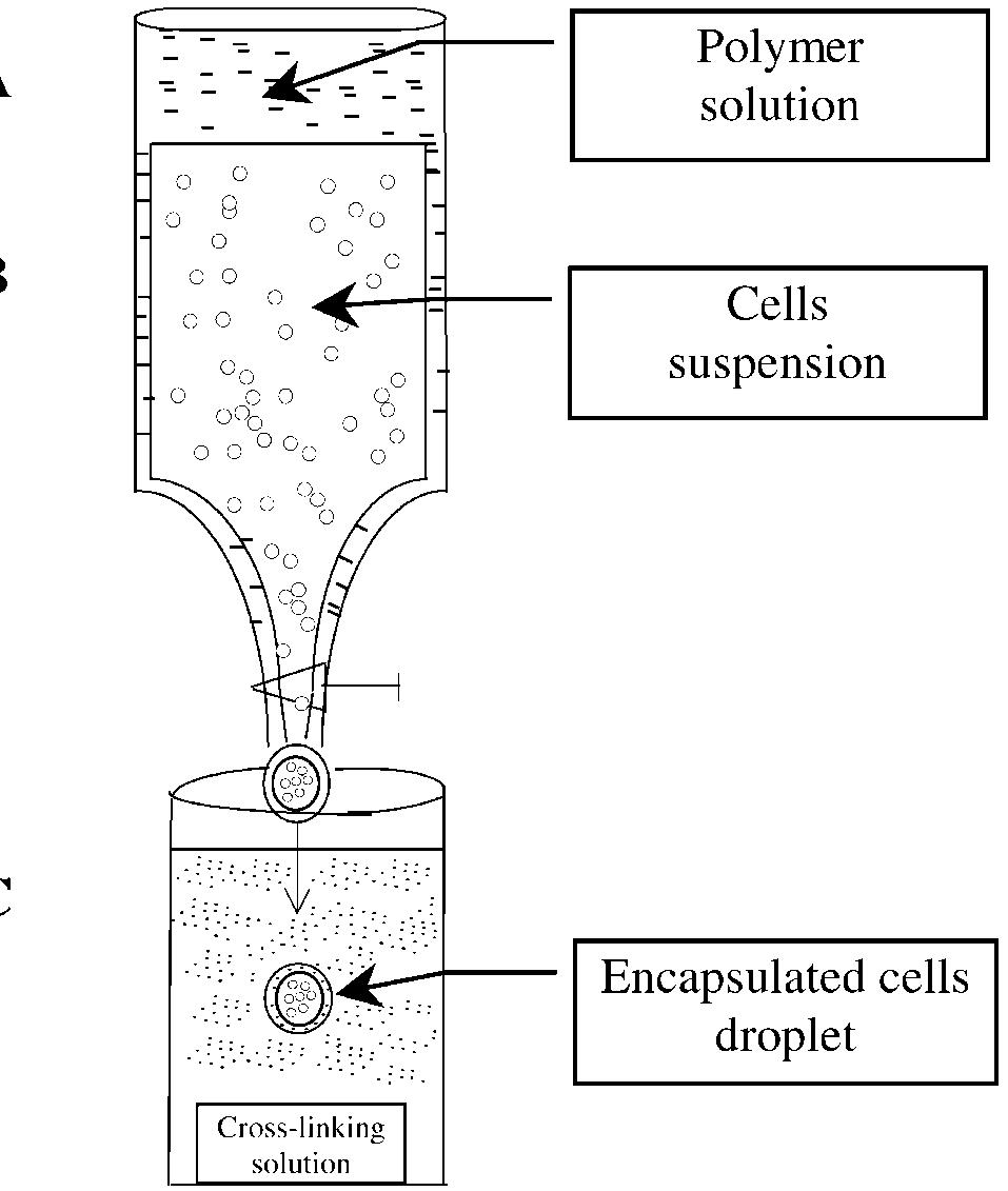 Schematic illustration of encapsulation of cells using the