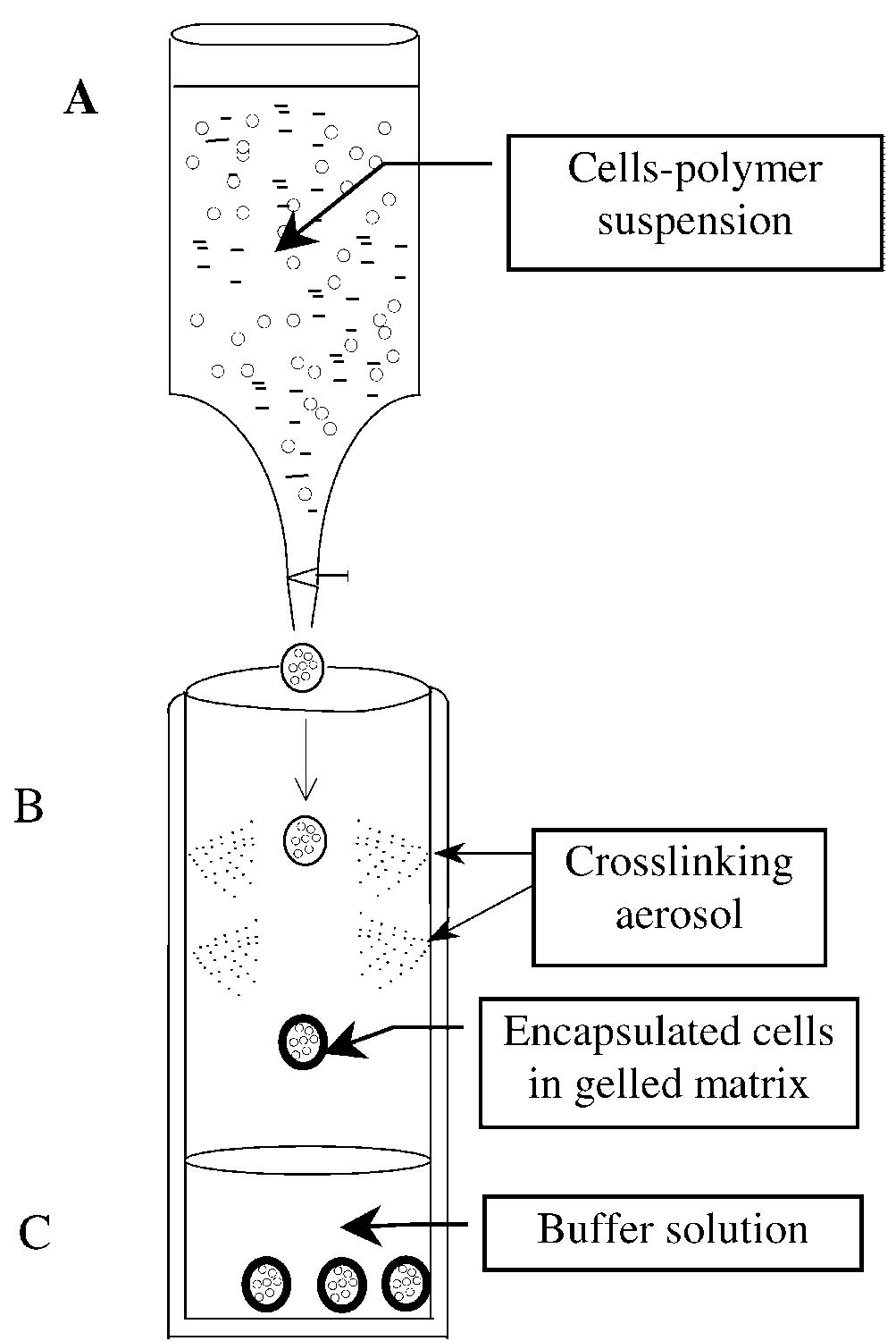 Schematic Representation Of Encapsulation Of Cells Using The