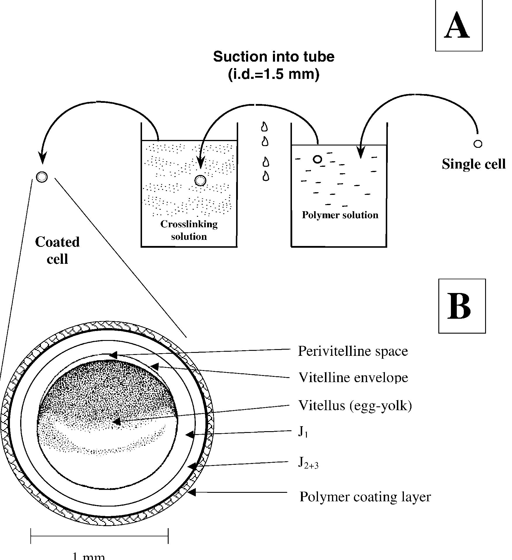 Illustration of single-cell coating method. (a) wetting of