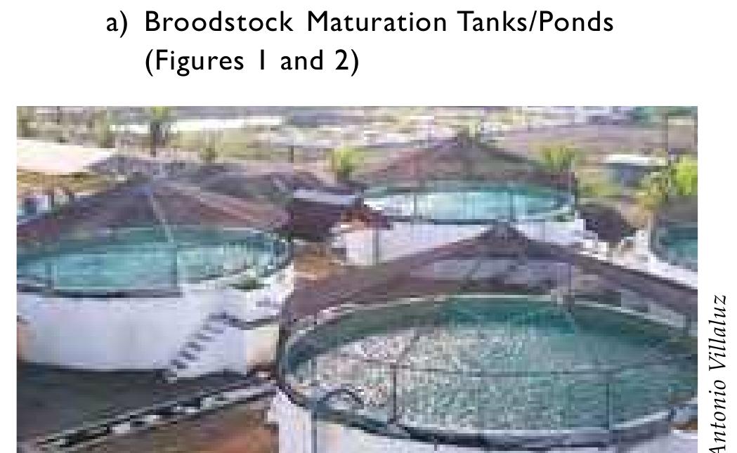 |. milkfish broodstock tanks.