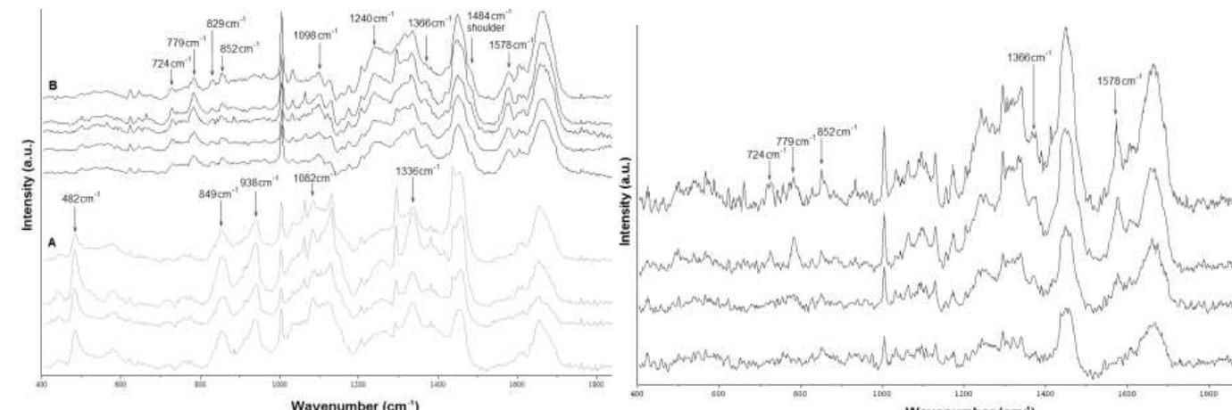 Raman spectra of a) normal cervical epithelial cells (a) and