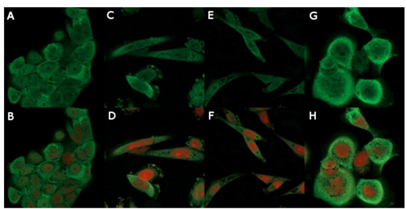 Cence microscopy and flow cytometry. [64] fluorescence
