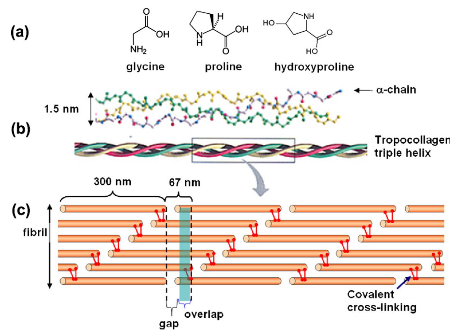 Structure of collagen: (a) major amino acid residues; (b)