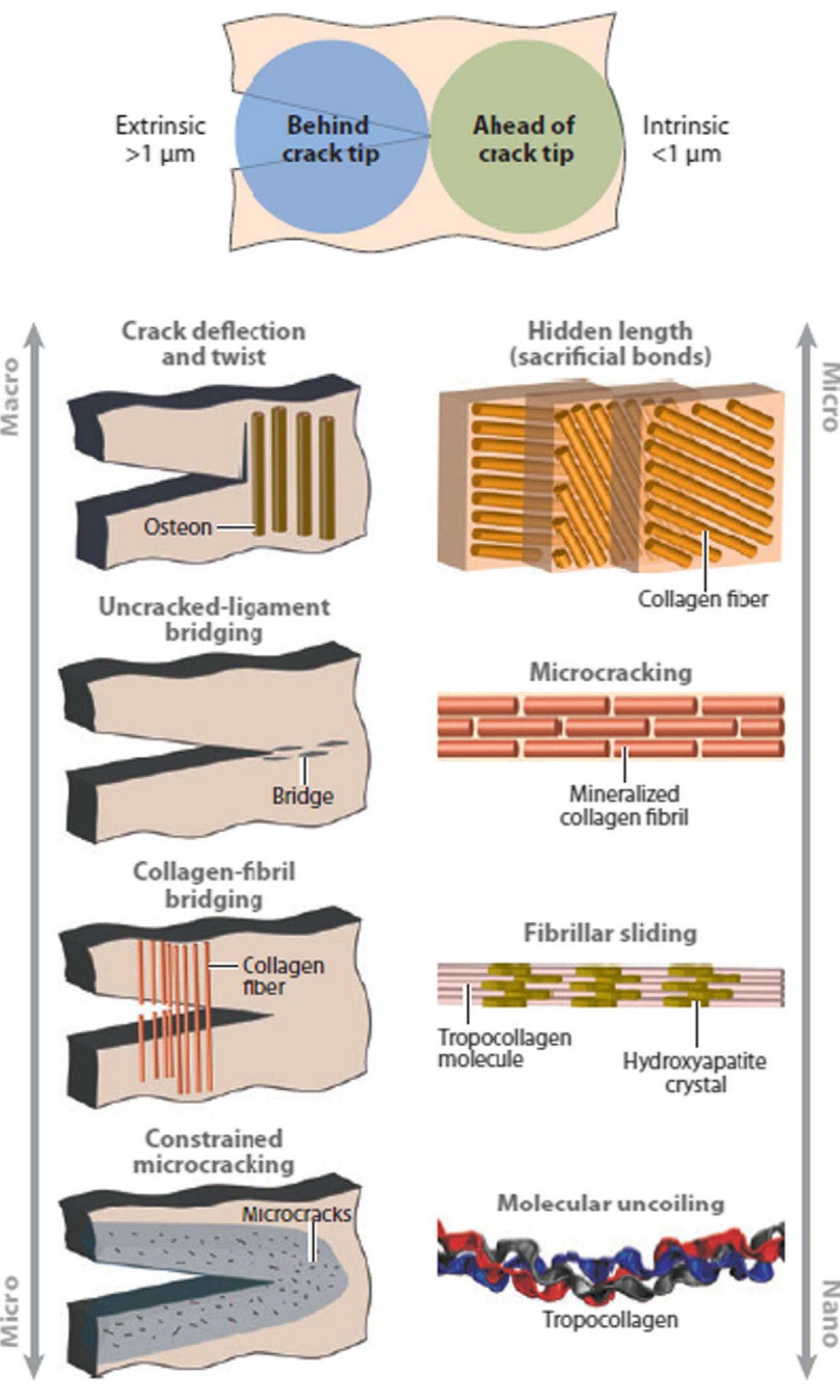 Fracture toughening mechanisms in bone are found at all