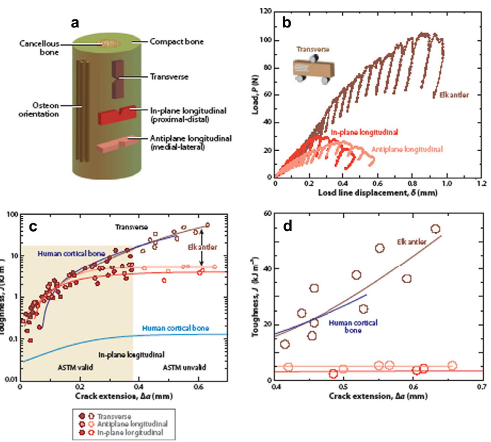 (a) the structure of antler bone, as well as the three