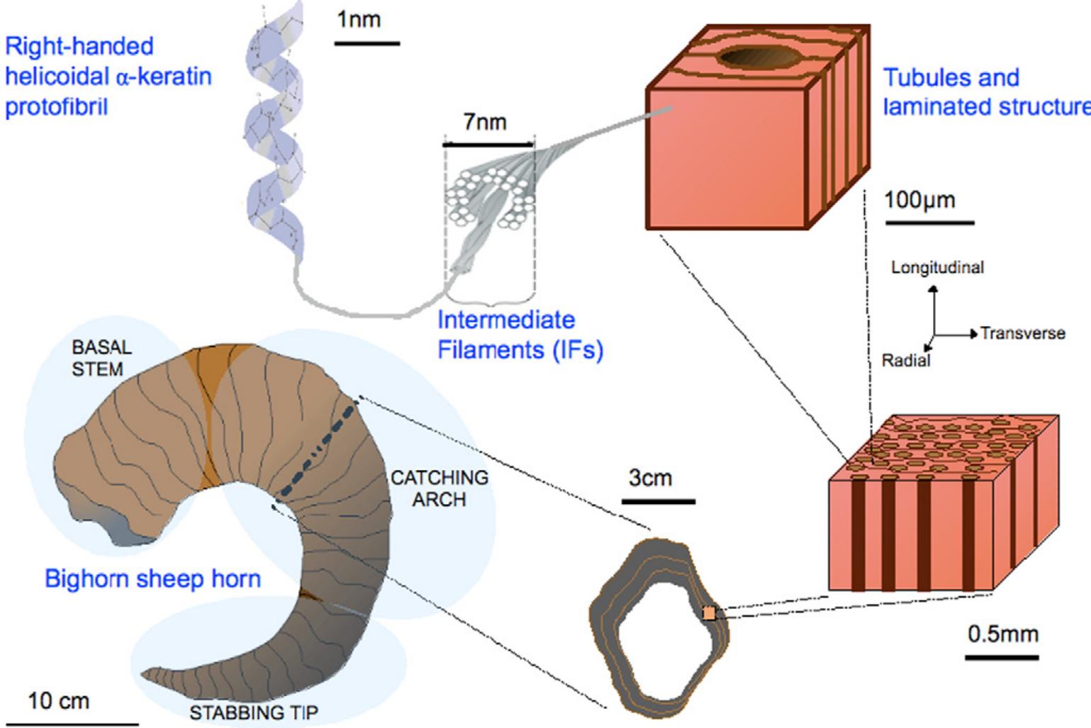 Hierarchical structure of bighorn sheep horn (ovis