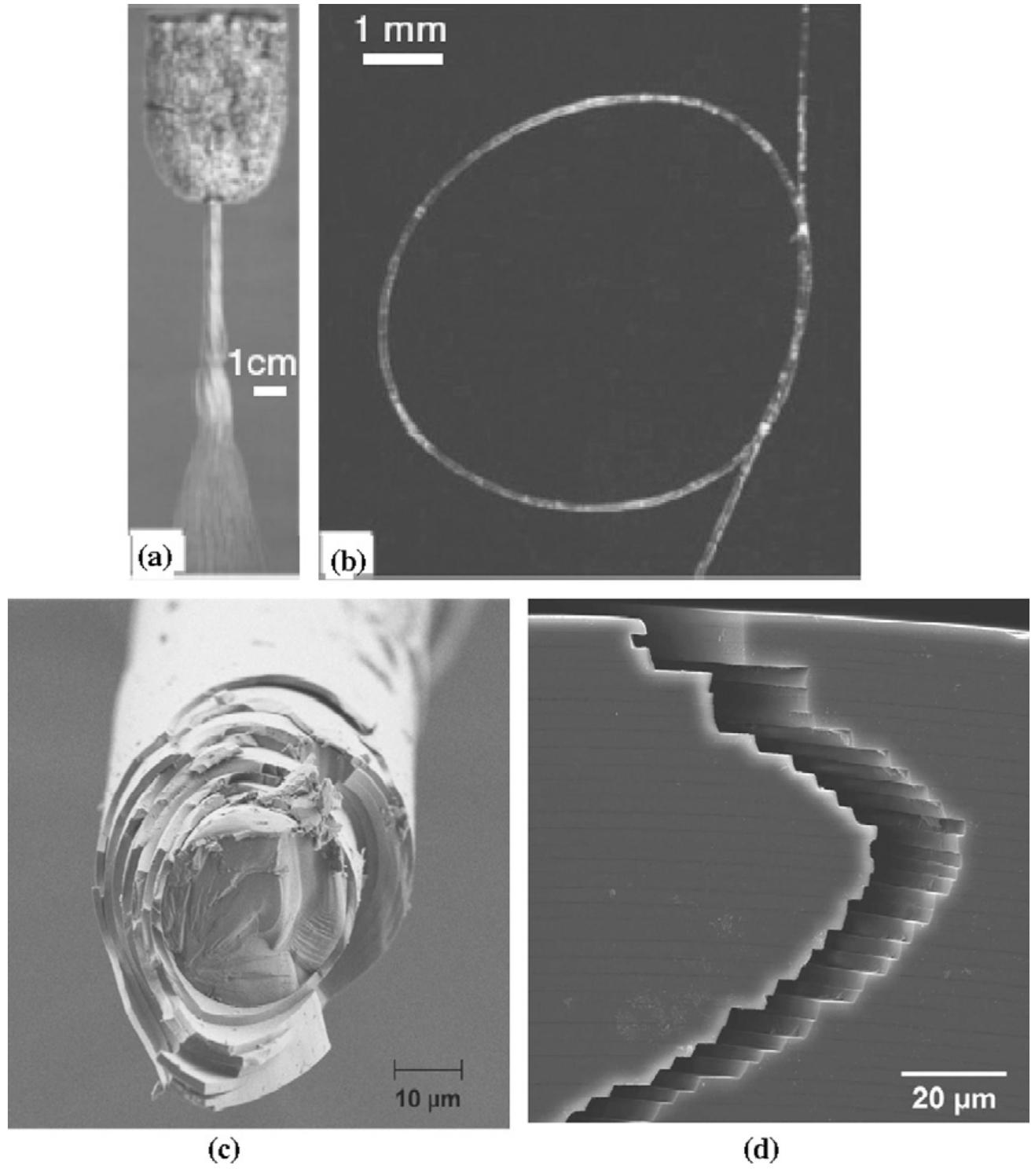 (a) photograph of basal spicules of the glass sponge